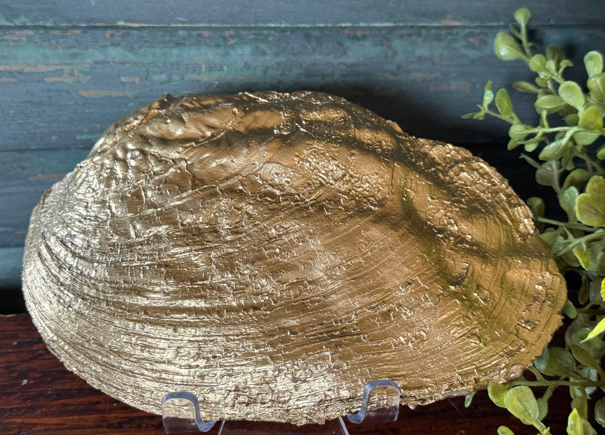 Summer Lemon Tennessee River Mussel Shell – The Gentleman's Stache, DBA ...